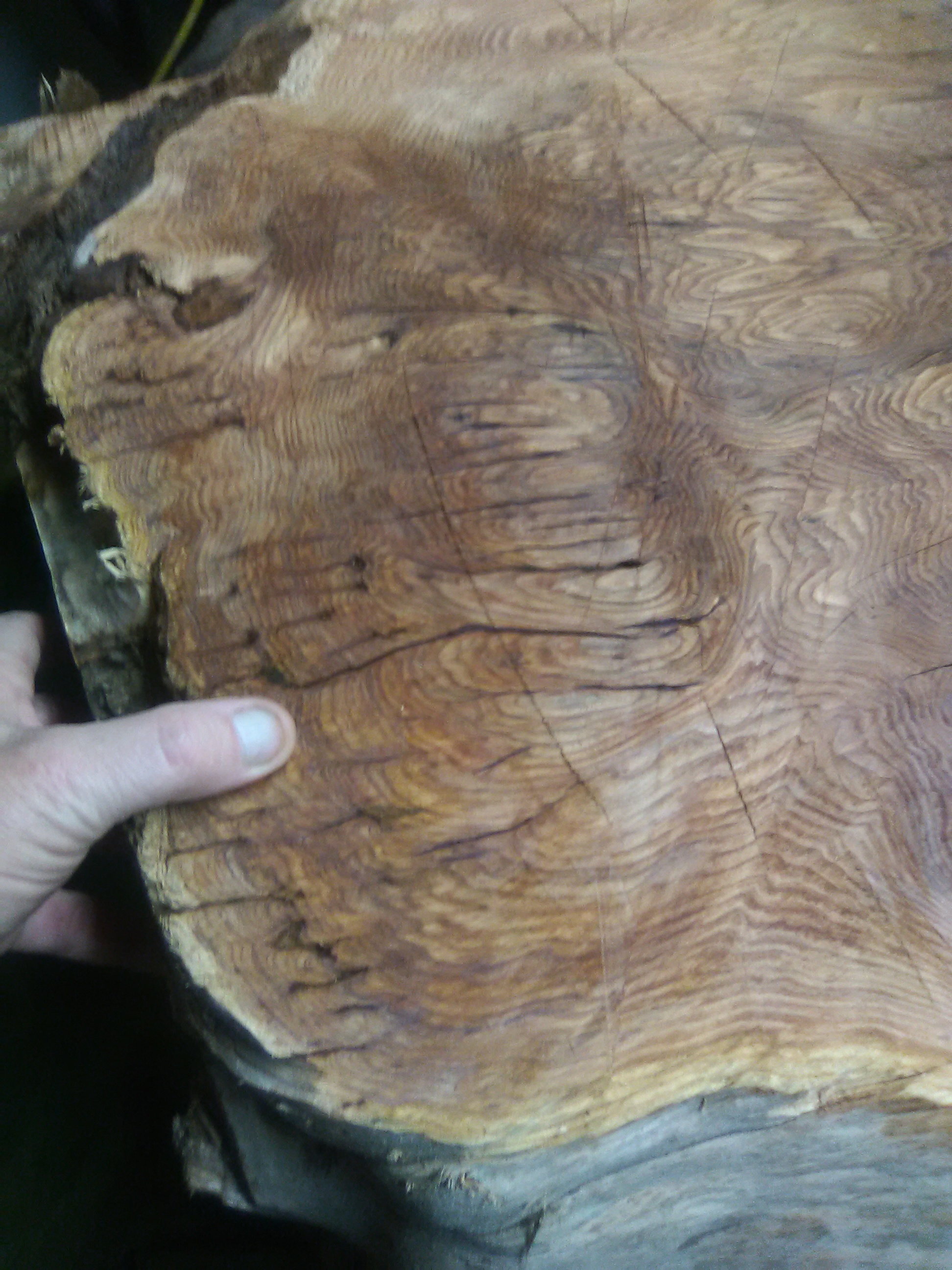 The Great Burl Hunt of 2021 - Save 20% on a new Burl flute!