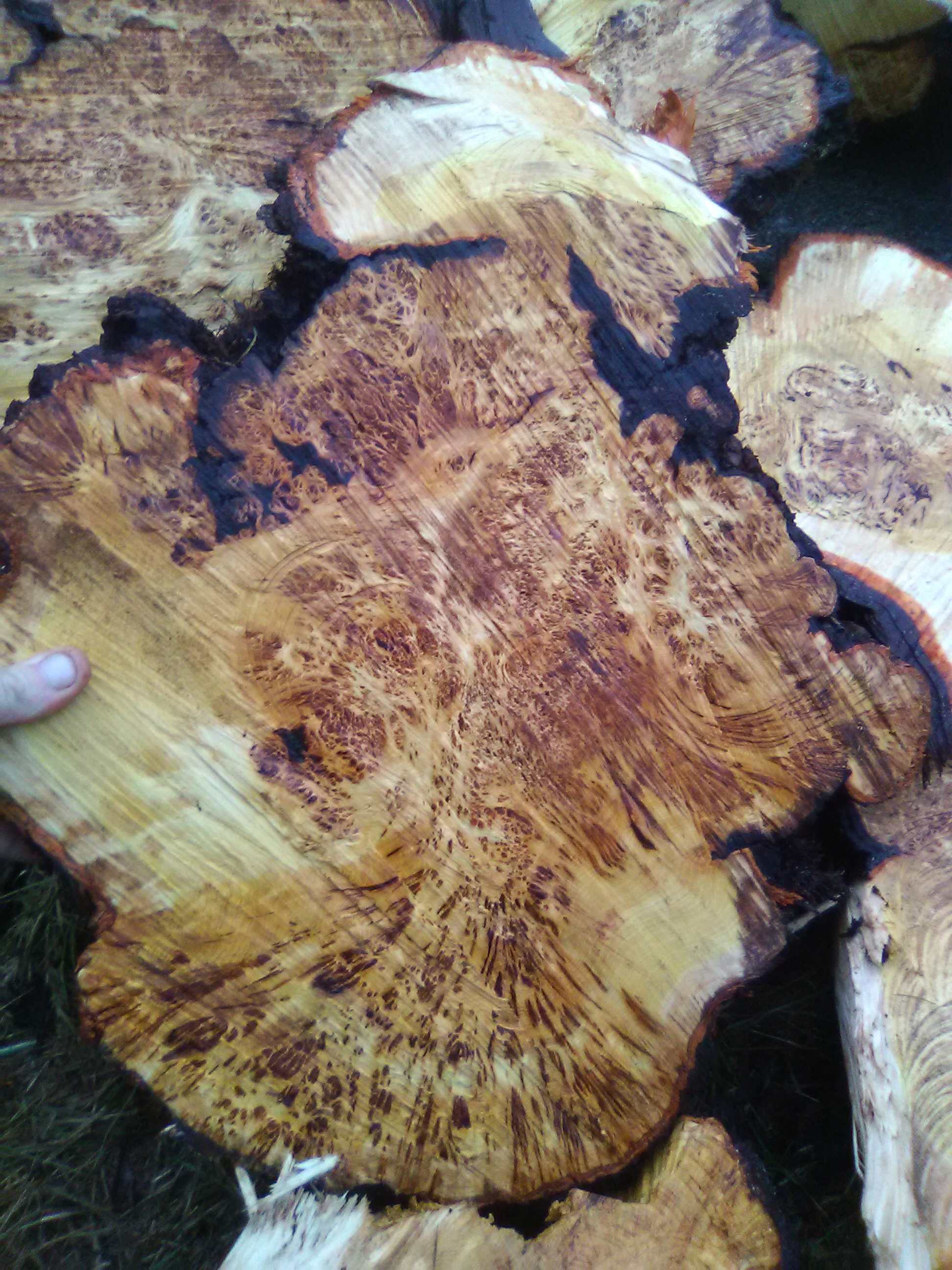 The Great Burl Hunt of 2021 - Save 20% on a new Burl flute!